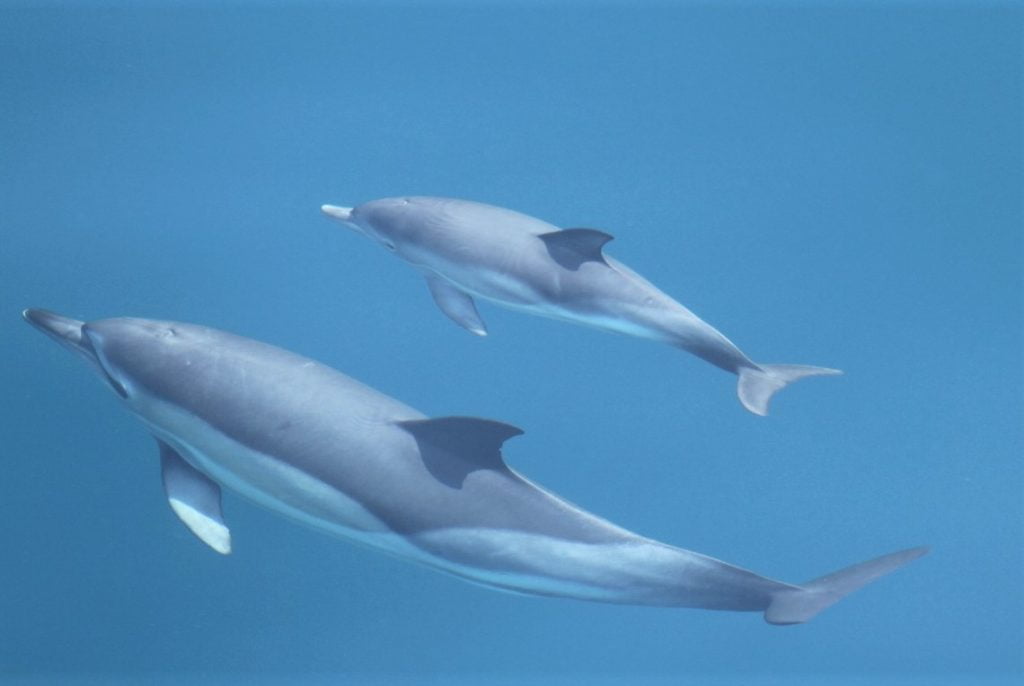 Cinci lucruri pe care nu le știm despre delfini - Dobrogea Live